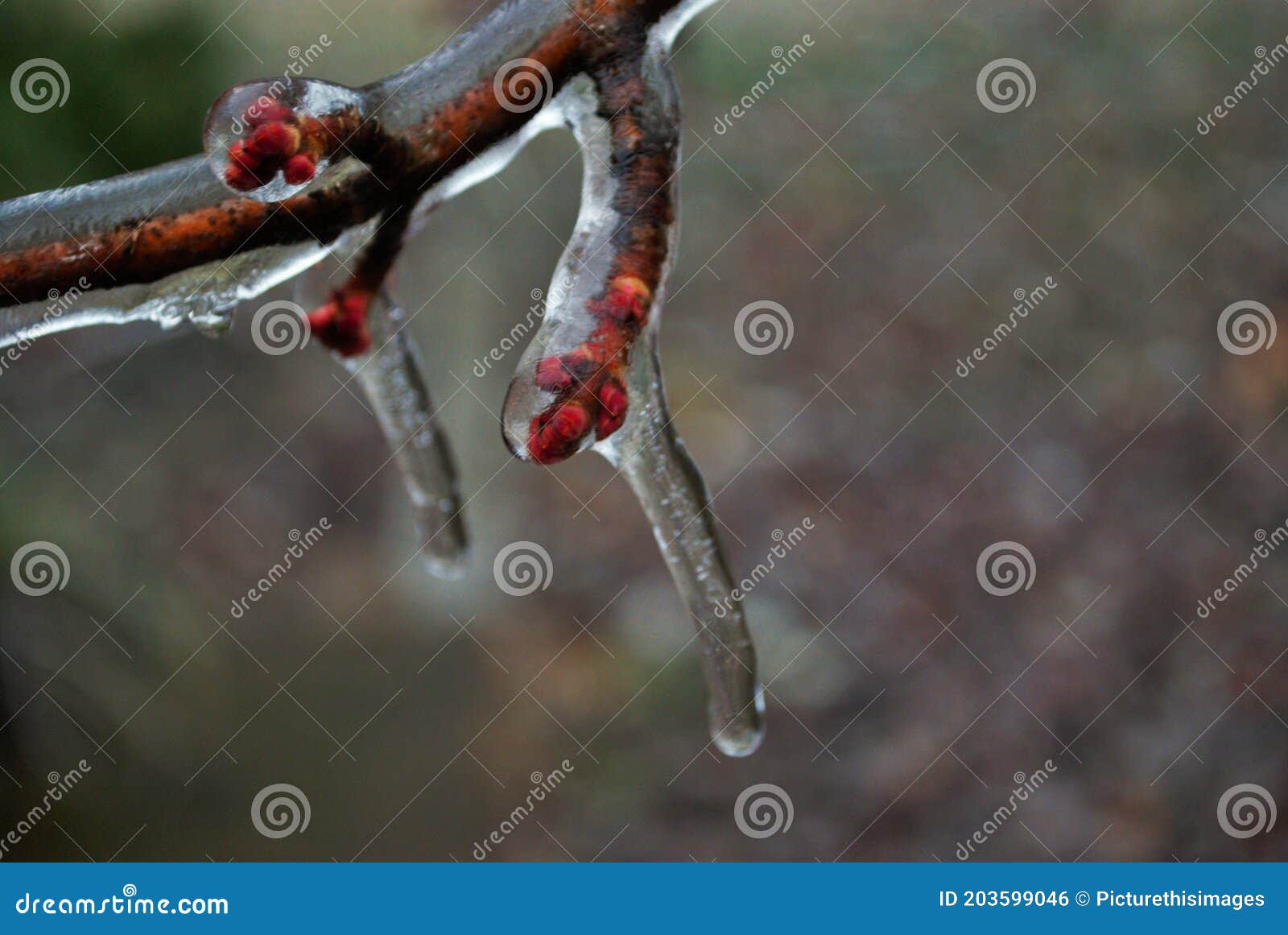 Winter Scene With Thick Ice Covering A Tree Branch Stock Photo - Image ...