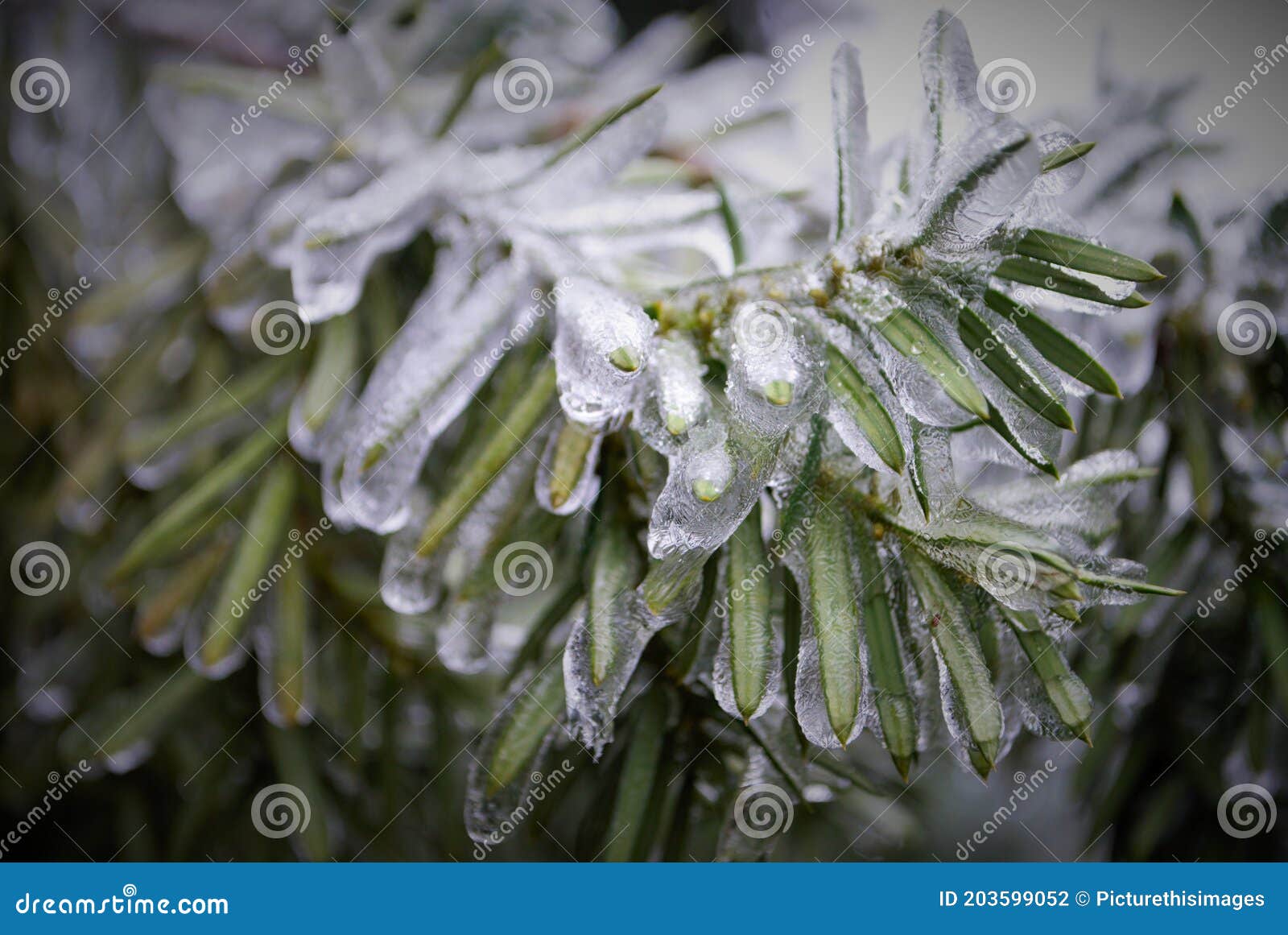 Winter Scene with Thick Ice Covering a Tree Branch Stock Photo - Image ...
