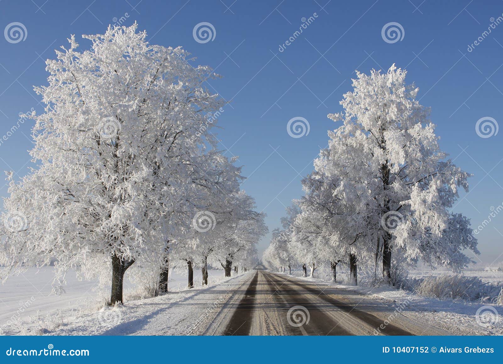 Winter scene with Trees stock photo. Image of solitude - 10407152
