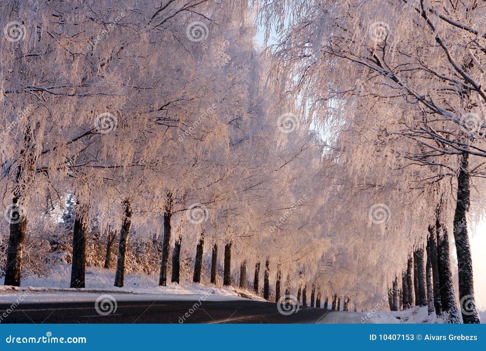 Winter scene with Trees stock image. Image of landscape - 10407153