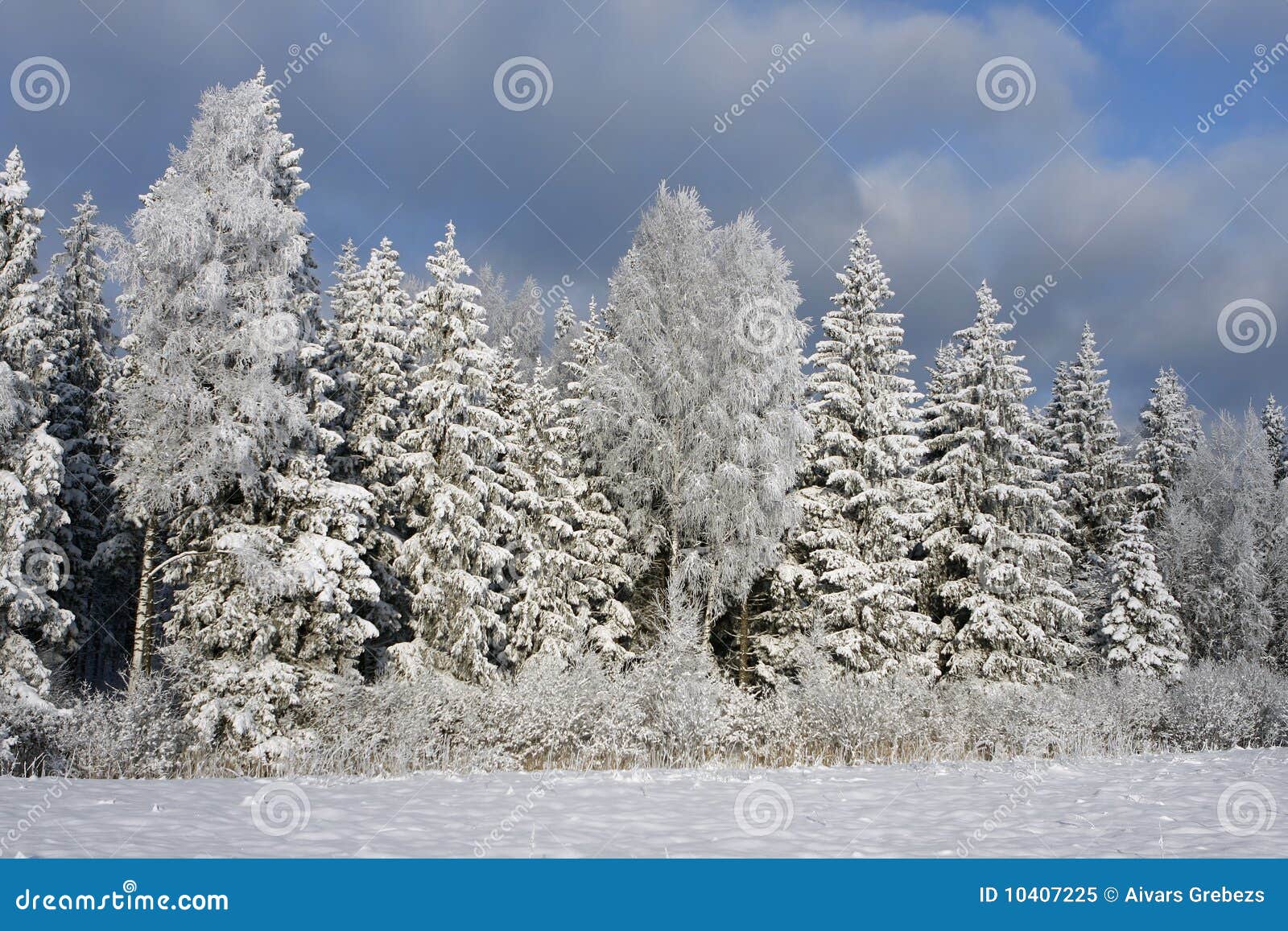 Winter scene with Trees stock image. Image of pasture - 10407225