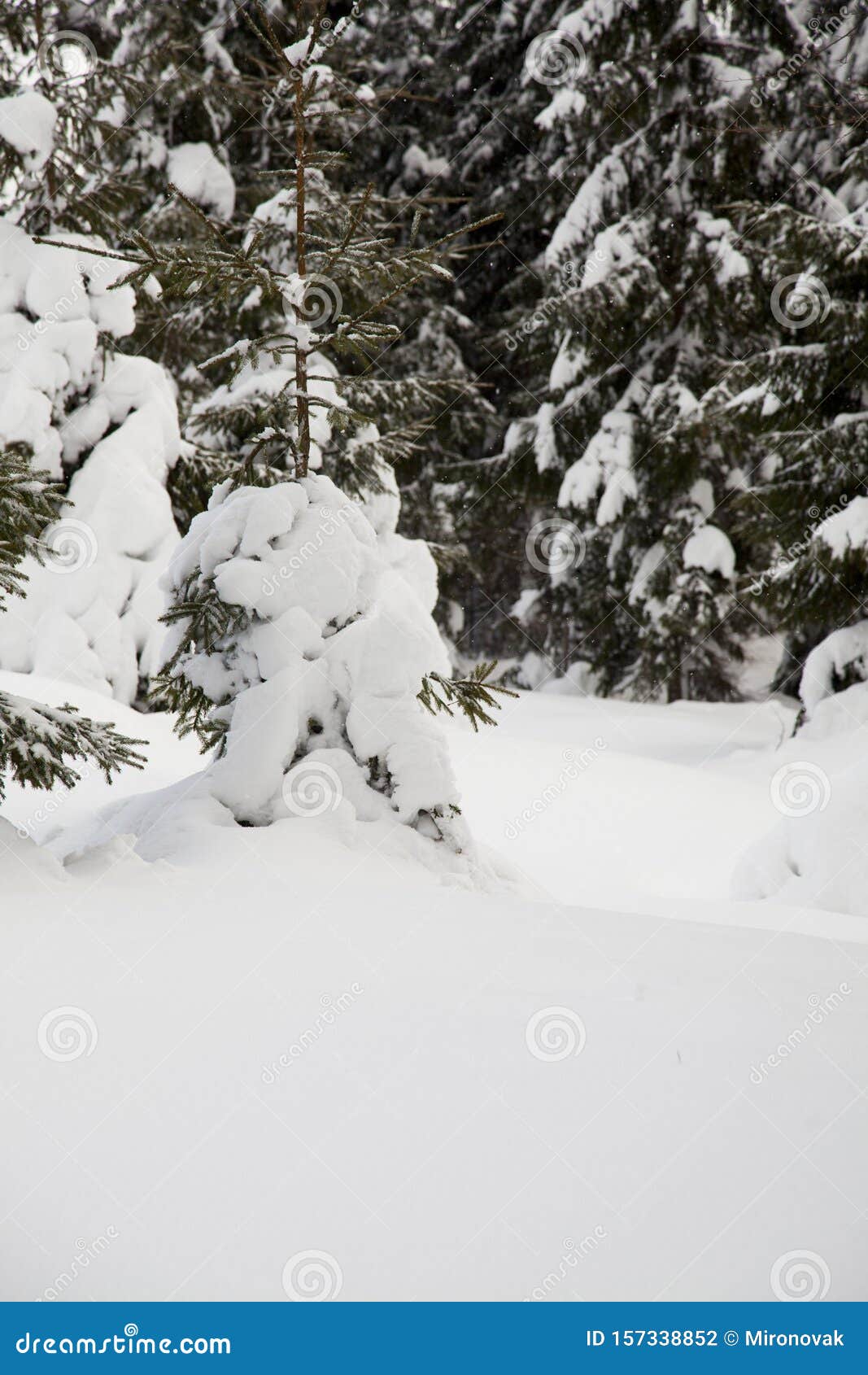 Winter scene with trees stock photo. Image of forest - 157338852