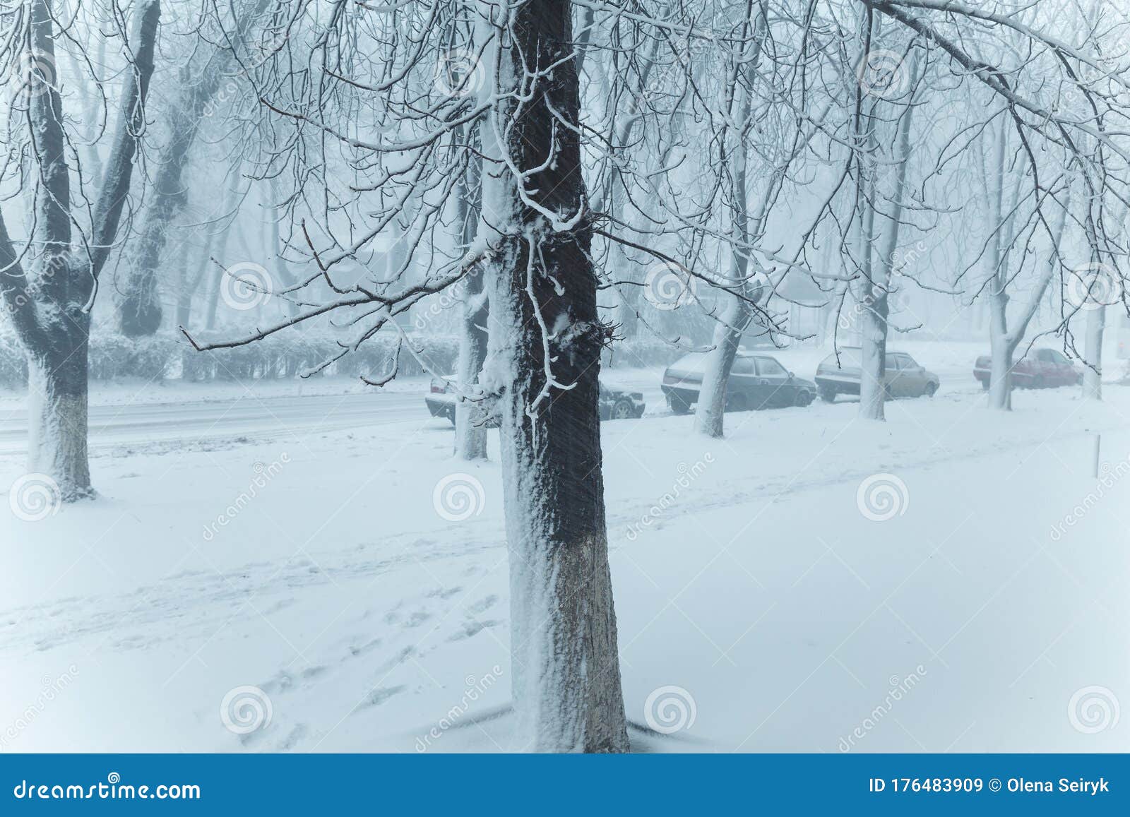 Winter scene with trees stock image. Image of scenery - 176483909