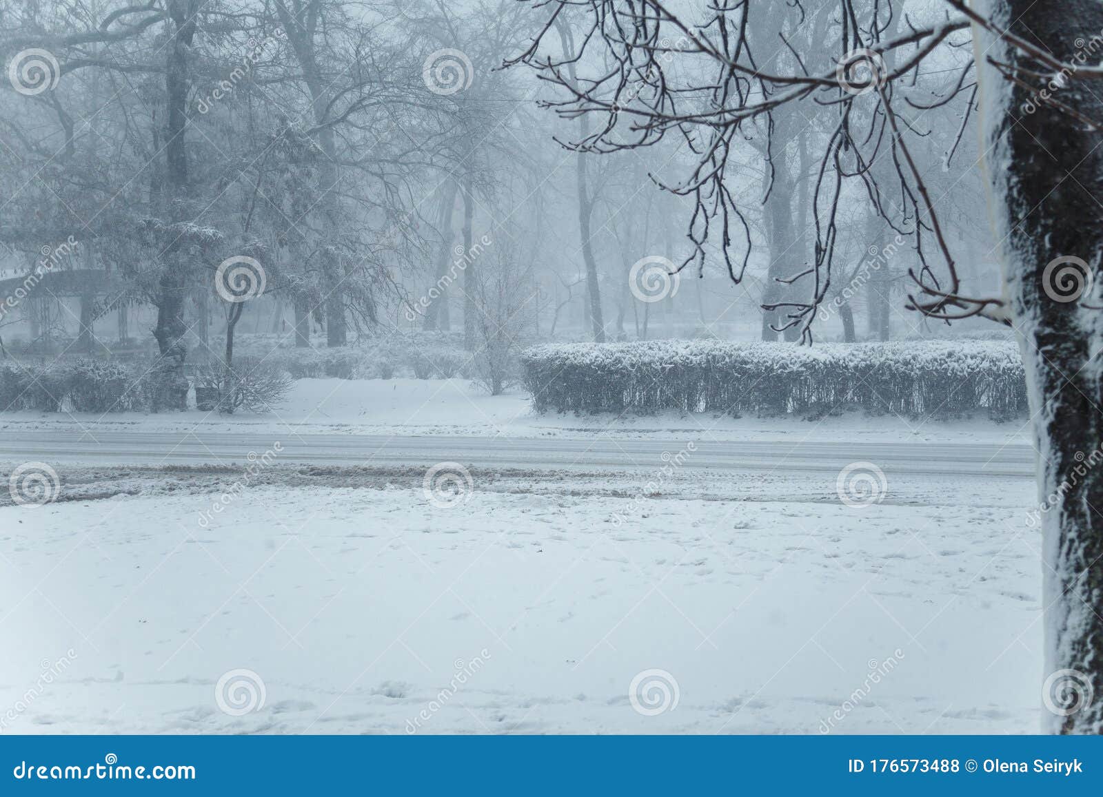 Winter scene with trees stock photo. Image of beauty - 176573488