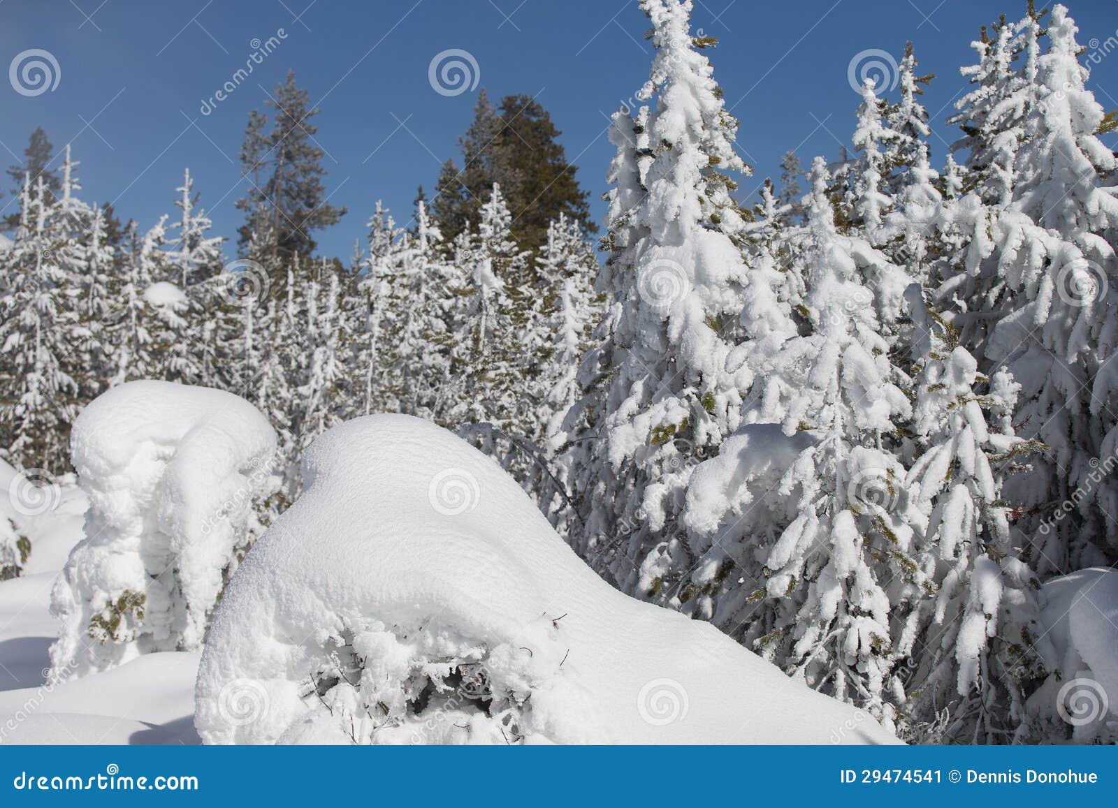 Winter Scene in Yellowstone National Park Stock Image - Image of scenic ...