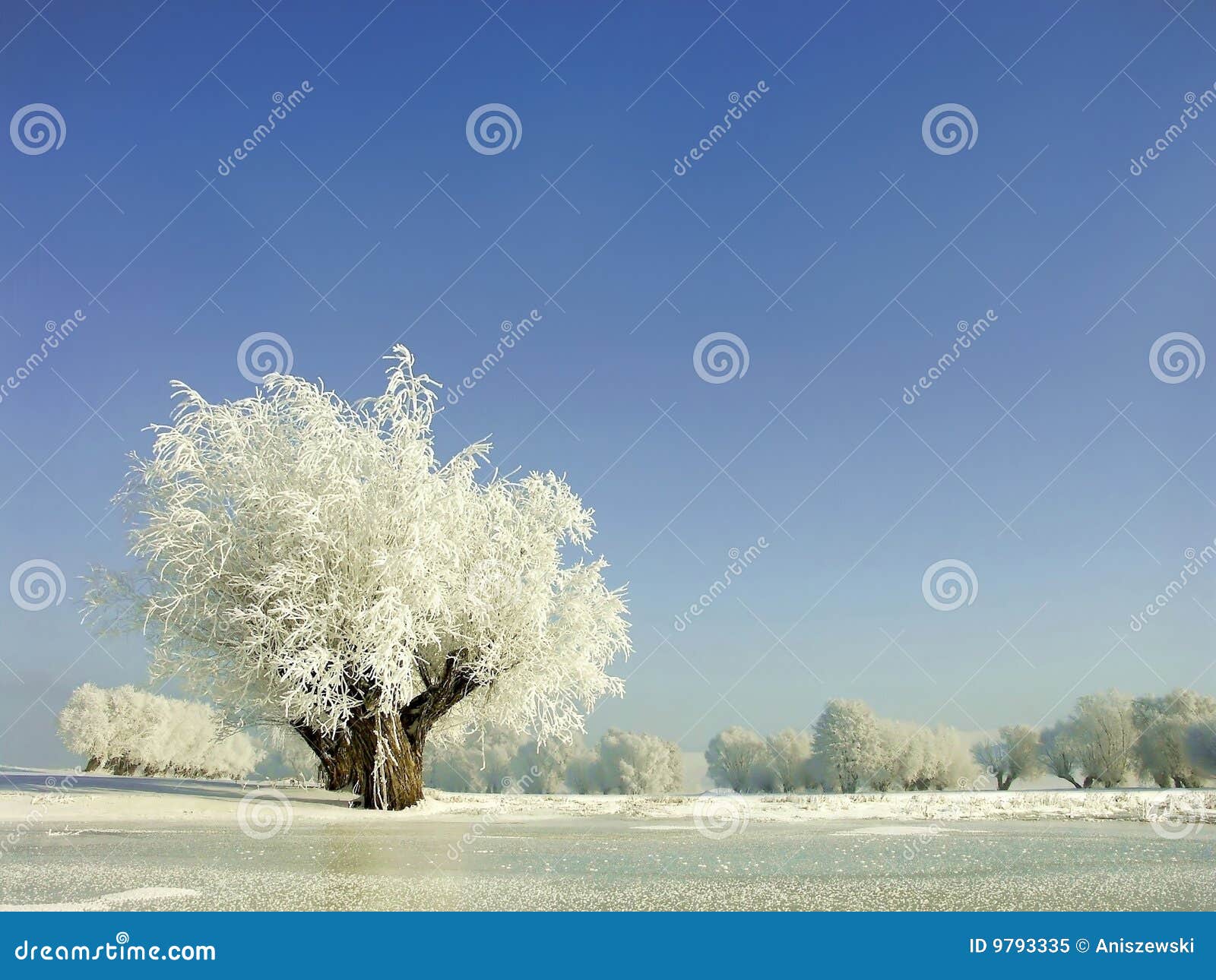 Winter Scenery, Frost Covered the Trees Stock Image - Image of frost ...