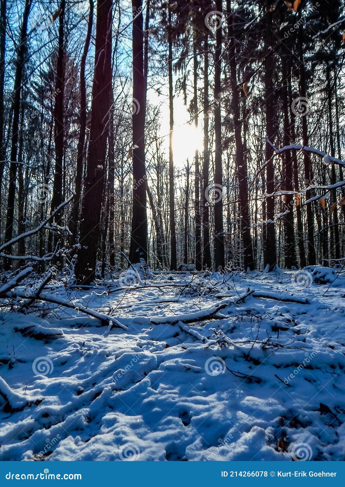 Winter Scenery in Schleswig-Holstein Stock Photo - Image of forest ...