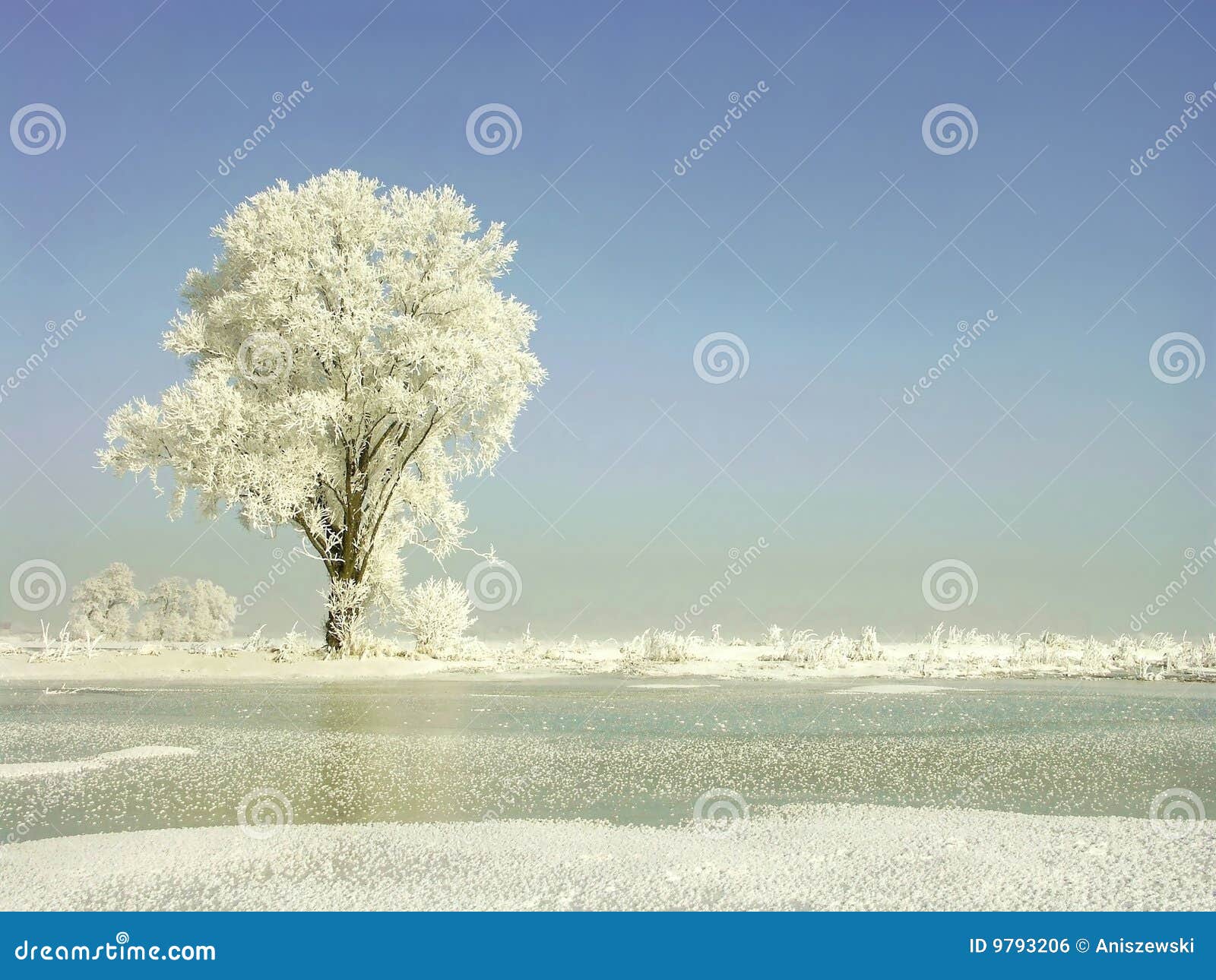 Winter Scenery of Snowy Tree on the Field Stock Photo - Image of ...