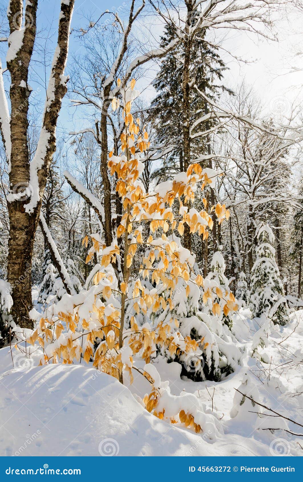 Winter Scenes after Snow Storm Stock Photo - Image of blue, nature ...