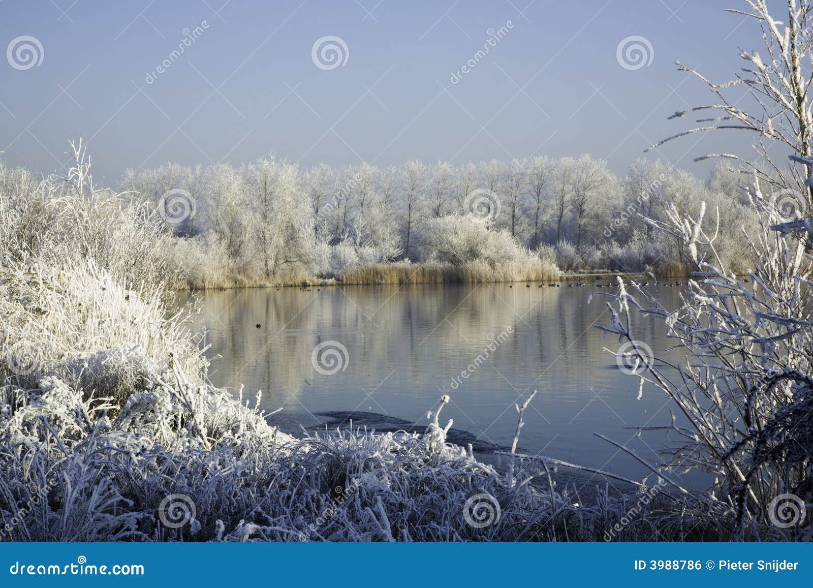 Winter scenic stock photo. Image of lake, reed, daylight - 3988786