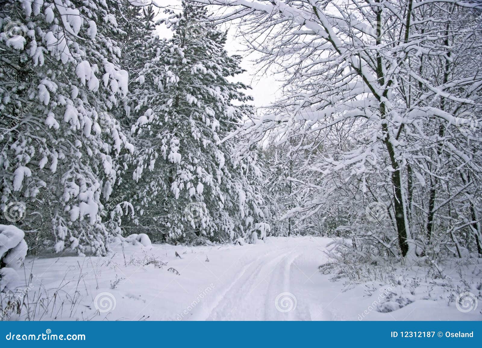 Winter Scenic Seasonal Road Stock Image - Image of country, scene: 12312187