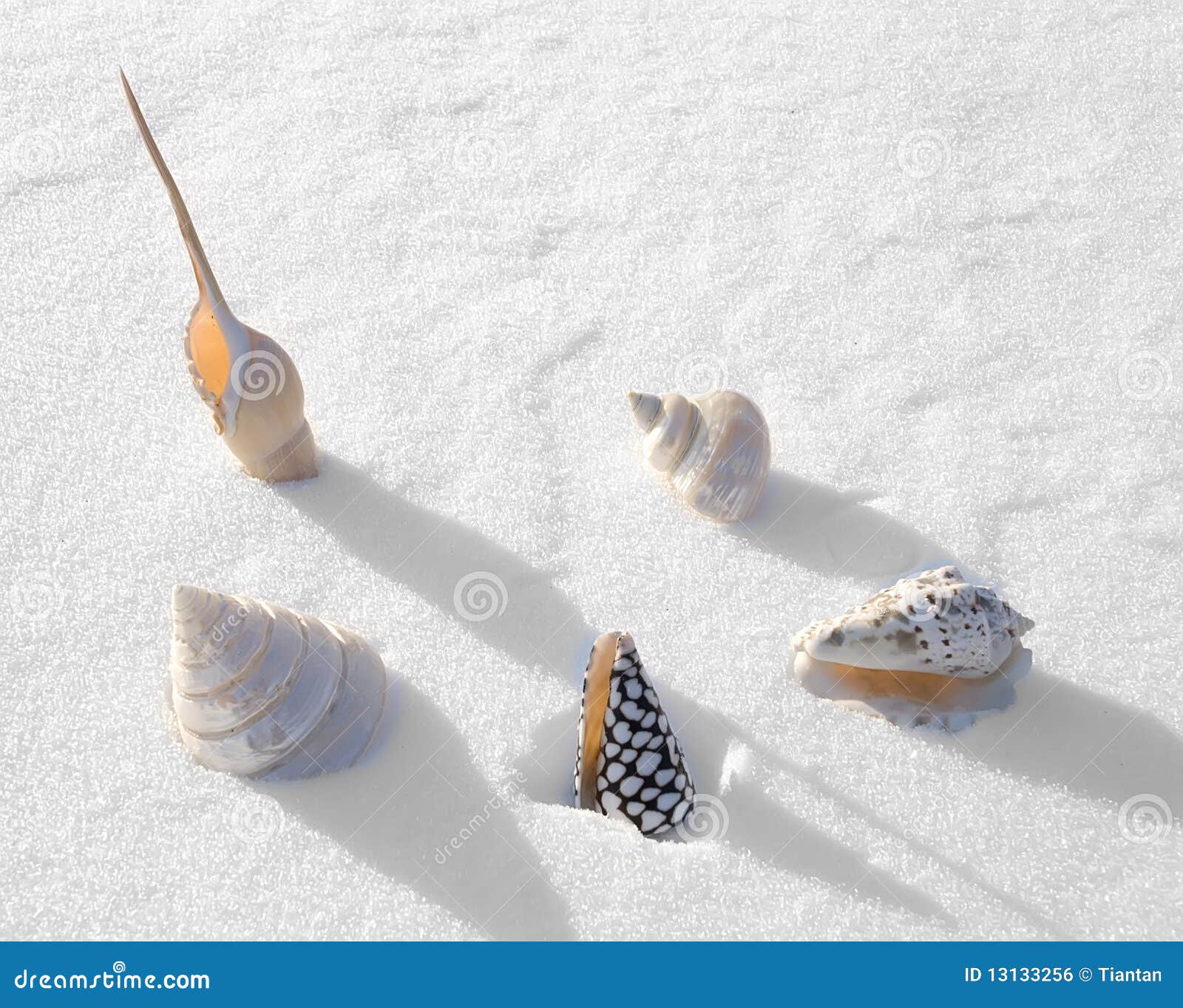 Winter sea shells stock photo. Image of mussel, scene - 13133256