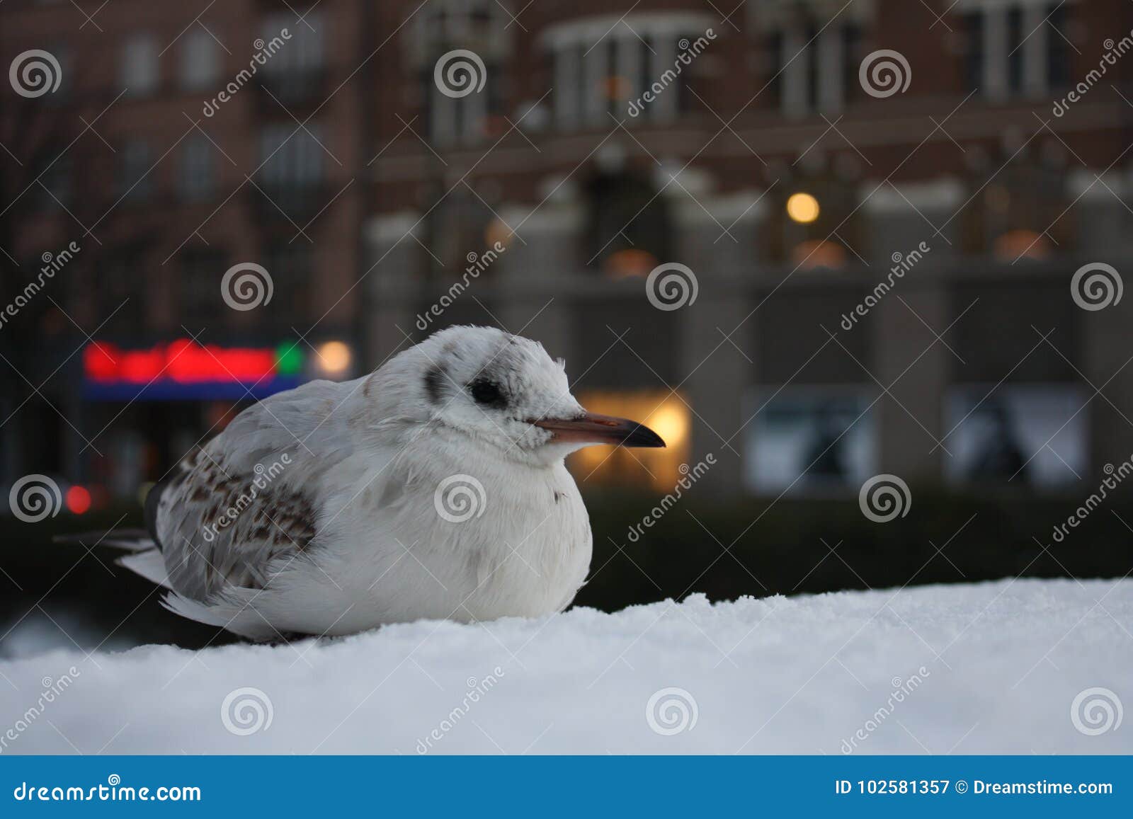 Winter seagull stock image. Image of winter, resting - 102581357
