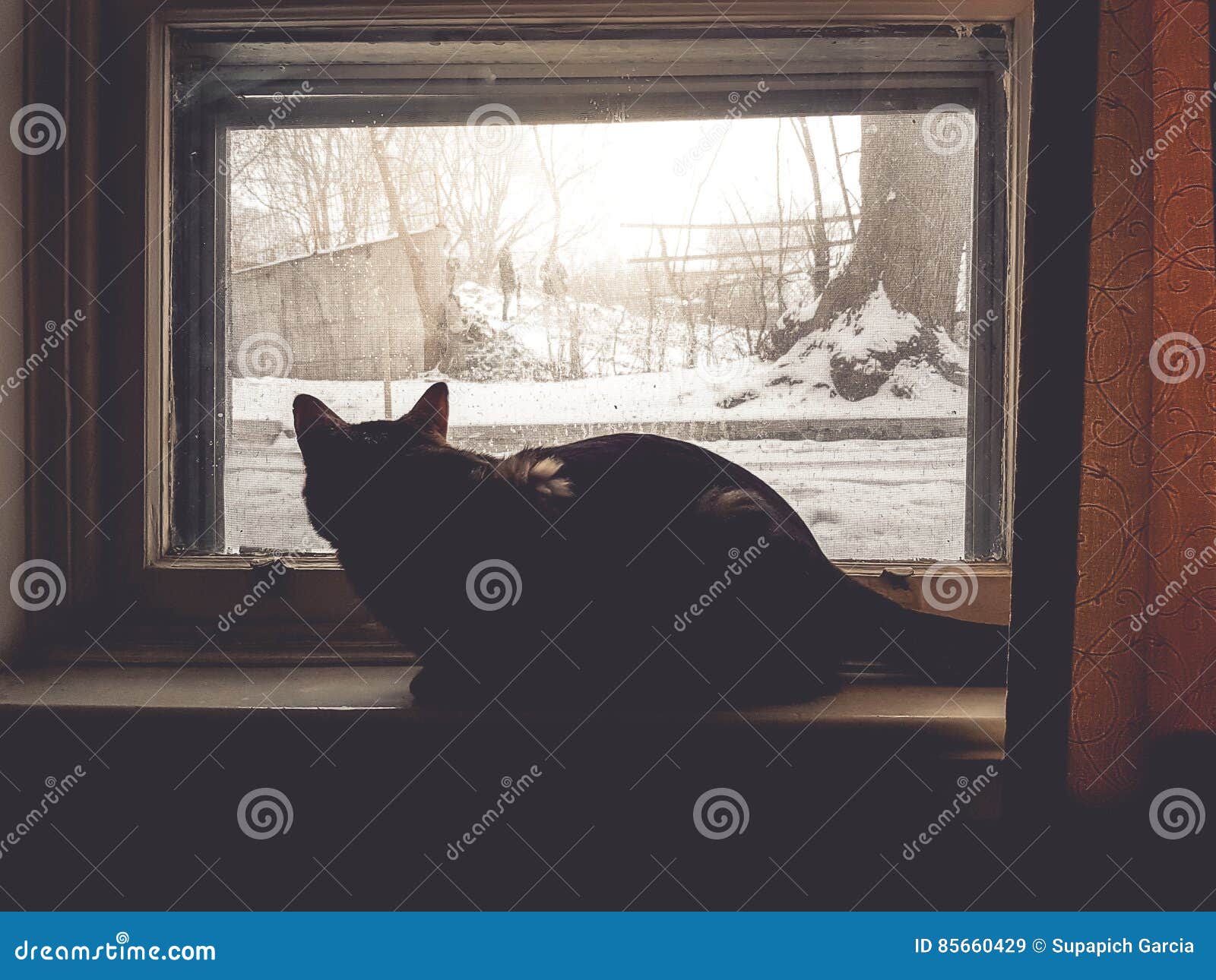Winter Season with the Cat Sit and Waiting Next To the Window an Stock ...