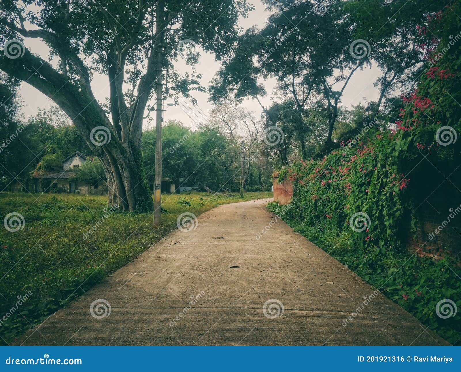 Winter Season Greenery Empty Road Stock Photo - Image of empty, road ...