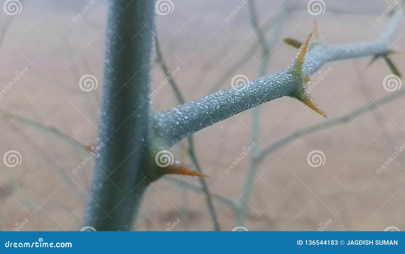 Season Kohra Water Stock Photos - Free & Royalty-Free Stock Photos from ...