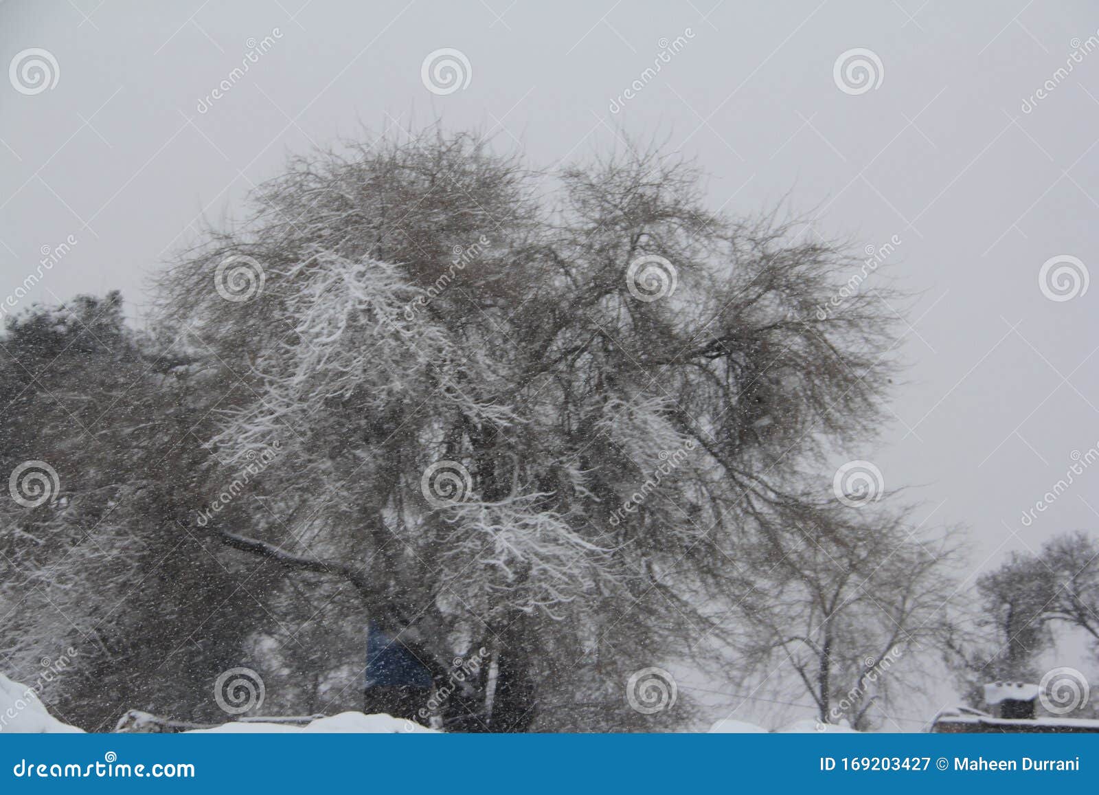 Winter Season Snow on Dry Trees Stock Image - Image of branch, snow ...
