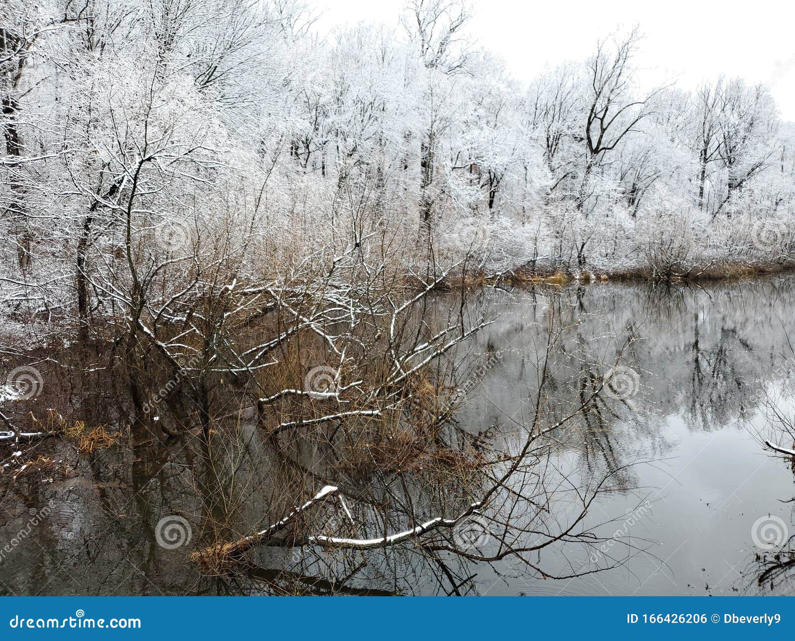 Winter Season Snow Trees Reflection Stock Photo - Image of frost, plant ...