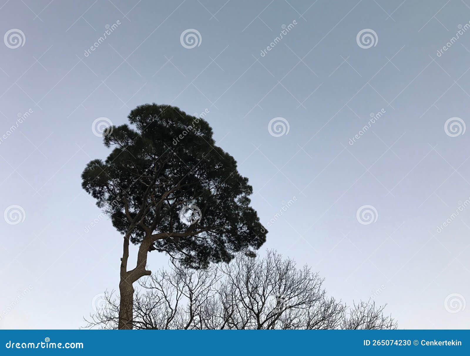 Winter Season Tree and Branches Stock Photo - Image of nature, branches ...