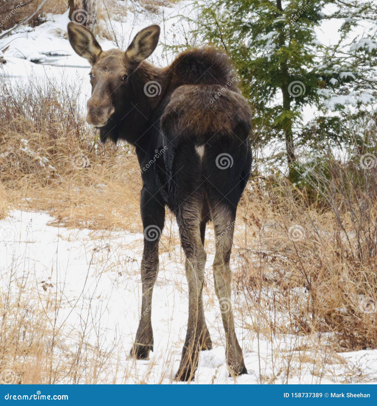 Young moose in field stock image. Image of hillsboro - 158737389