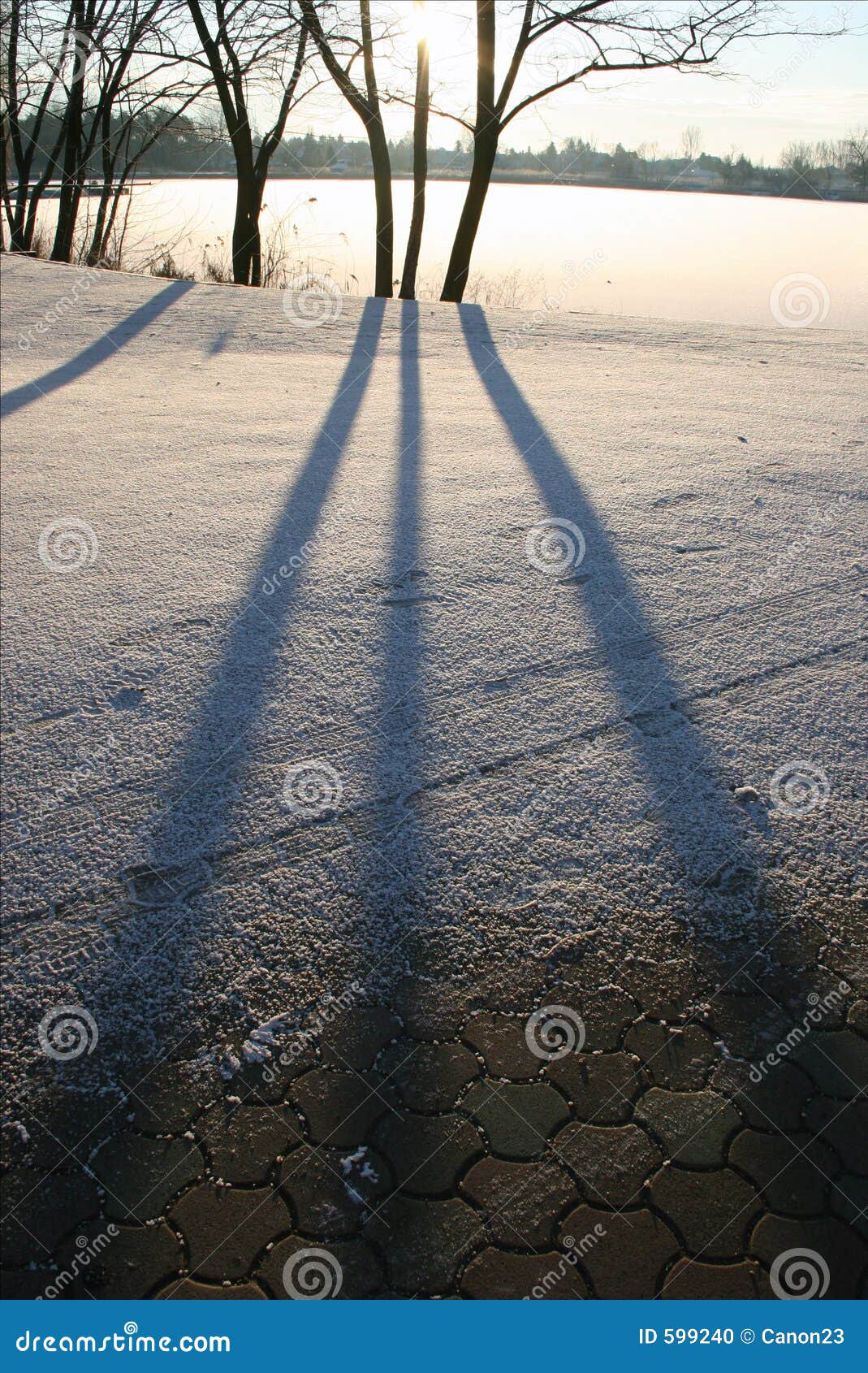 Winter shades stock photo. Image of nature, cold, winter - 599240