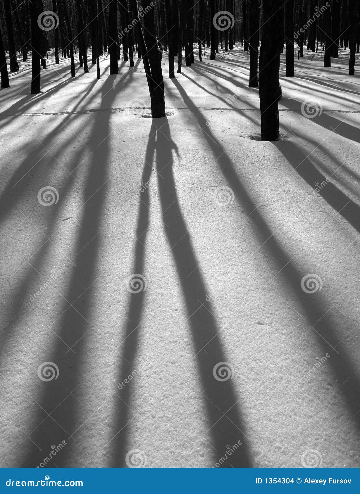 Winter Shadows stock photo. Image of forest, leaved, deciduous - 1354304