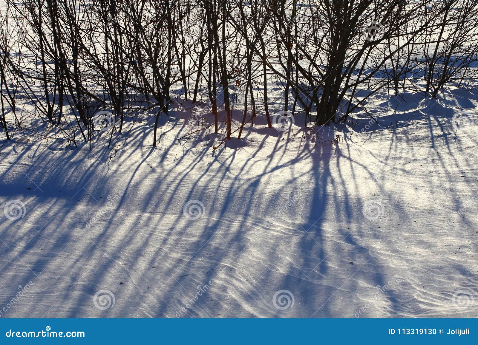Winter shadows stock photo. Image of branch, sunlight - 113319130