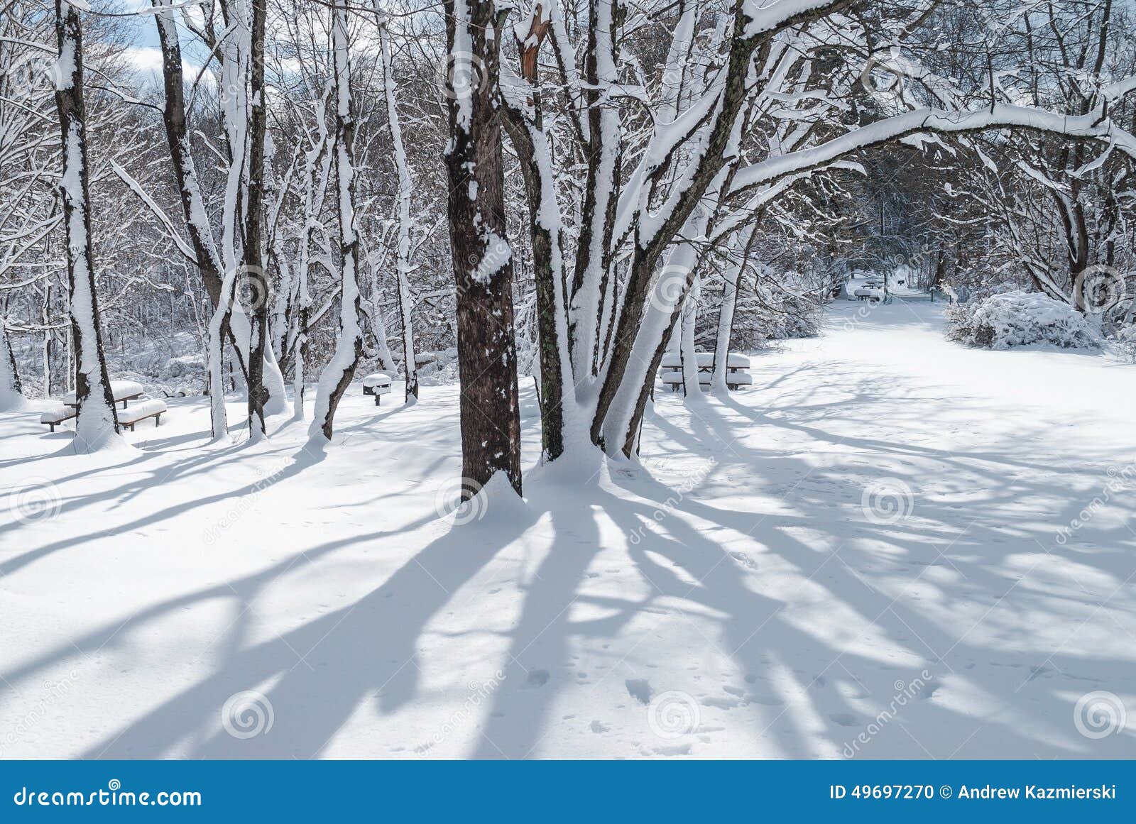 Winter Shadows stock photo. Image of woods, trees, trail - 49697270