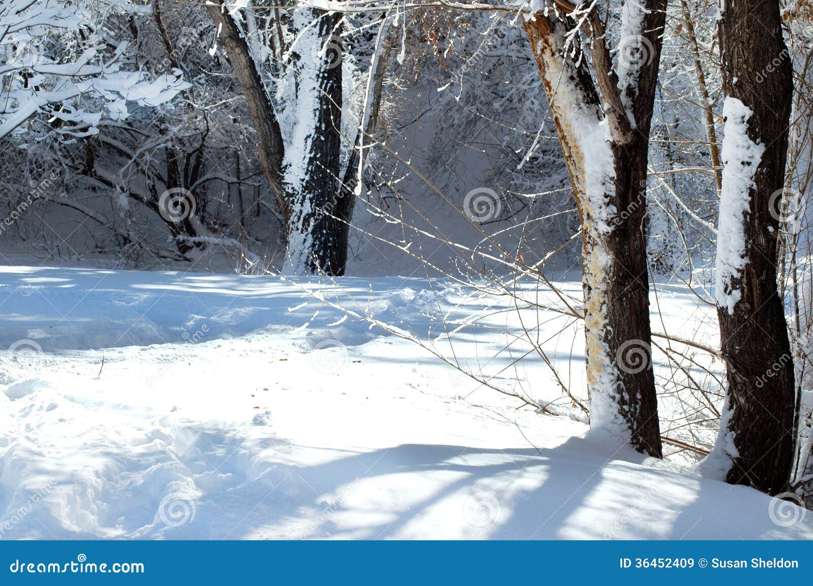Winter shadows stock image. Image of scenic, woods, background - 36452409