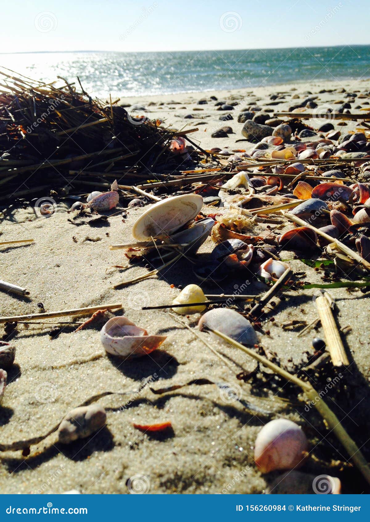 Winter Shells stock photo. Image of shells, undisturbed - 156260984