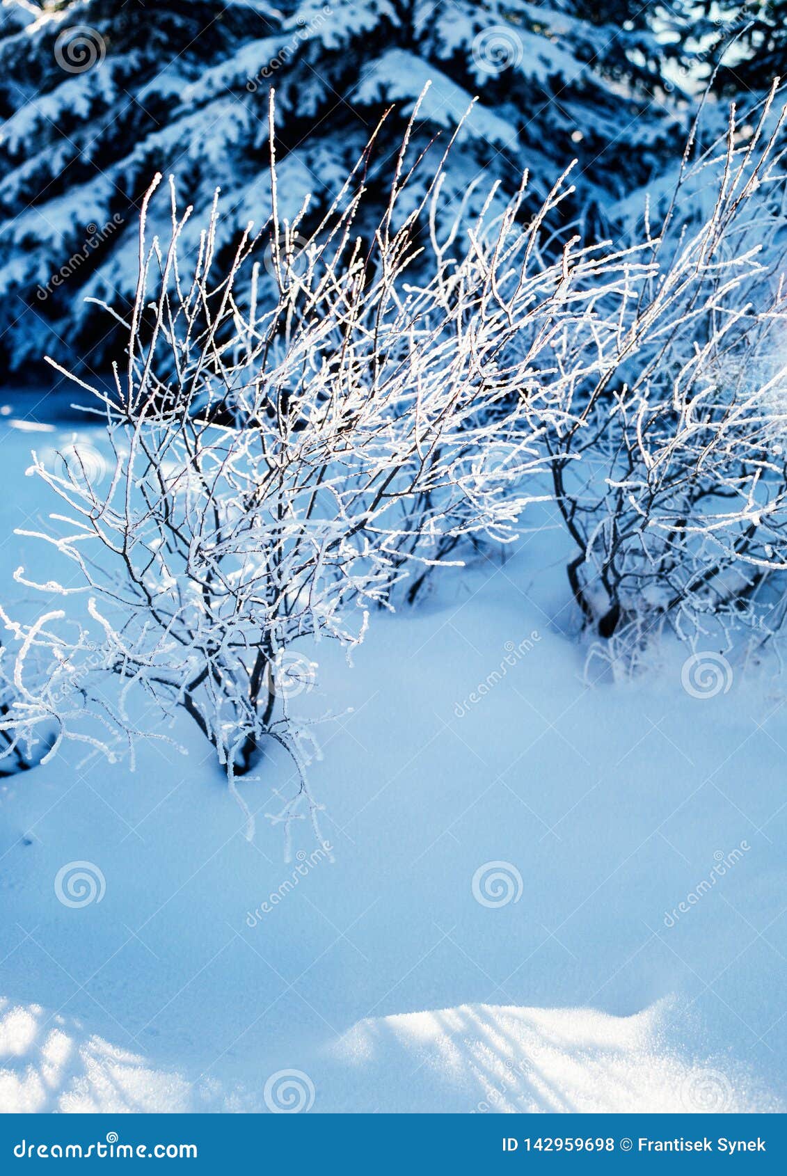 Winter silence stock photo. Image of landscape, mood - 142959698