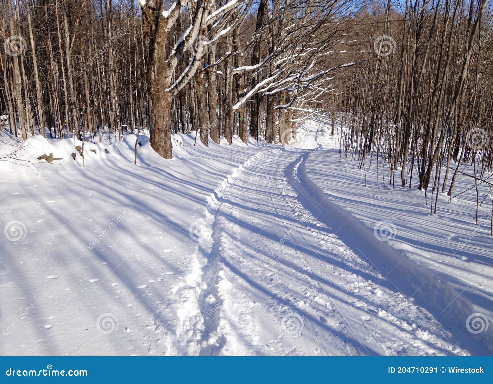 Winter Ski Trail through the Woods Stock Image - Image of outdoors ...