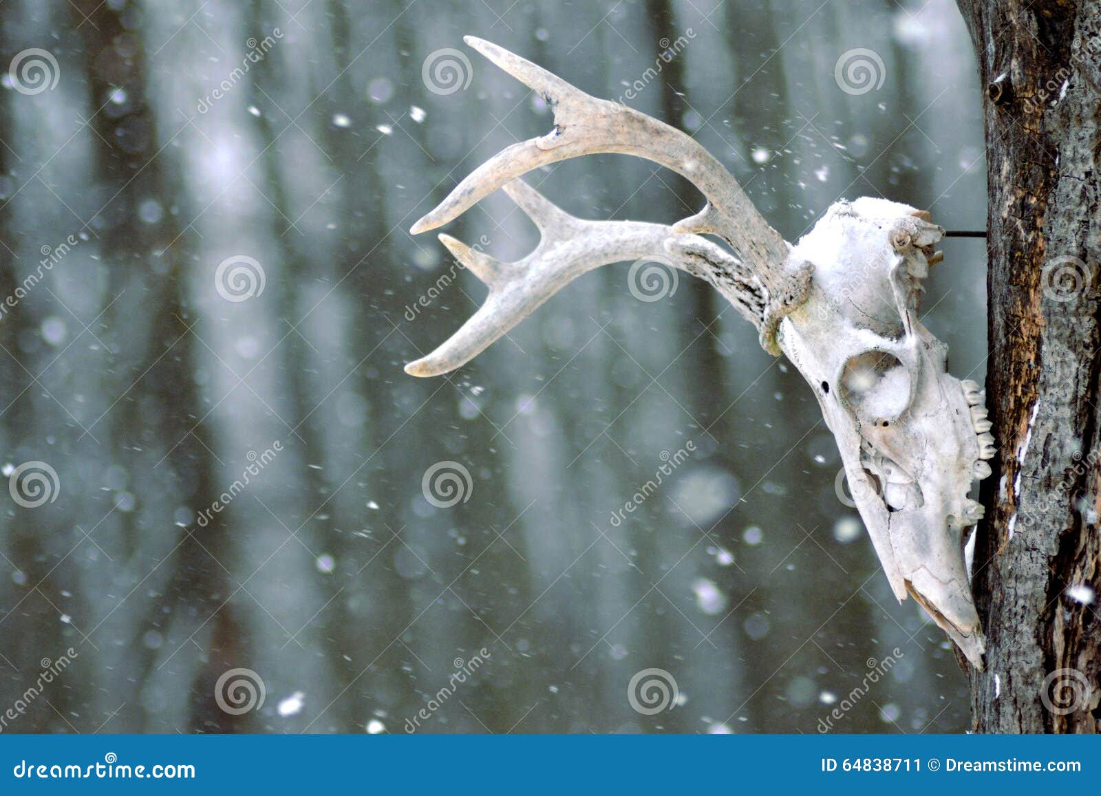 Winter Skull stock image. Image of winter, cold, forest - 64838711