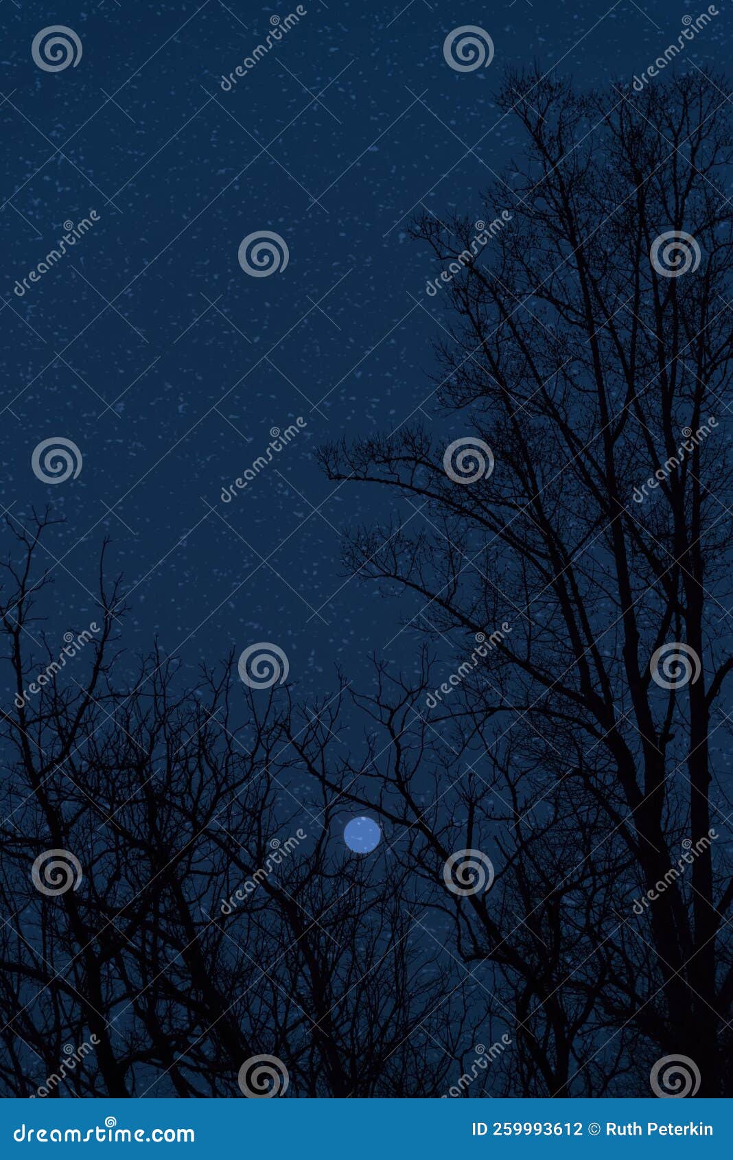 Winter Sky with Moon and Stars Stock Photo - Image of black, dusk: 259993612