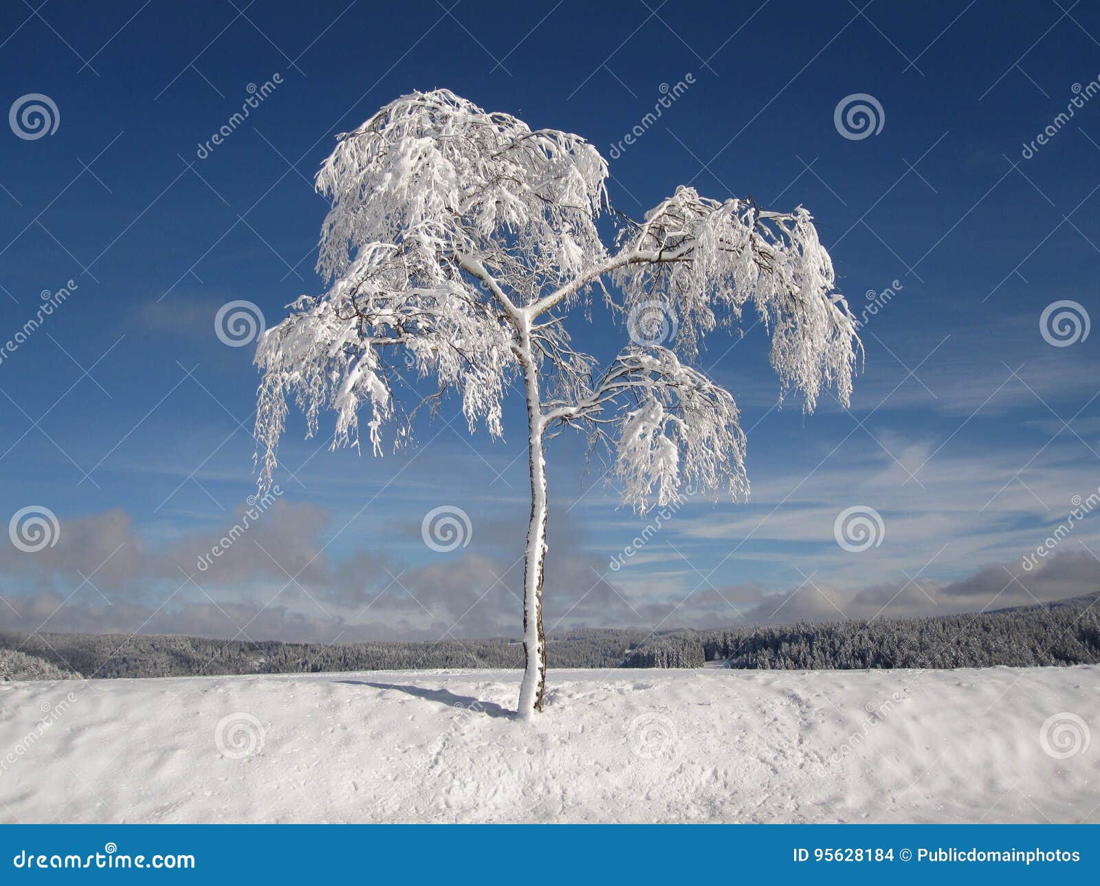 Winter, Sky, Snow, Freezing Picture. Image: 95628184