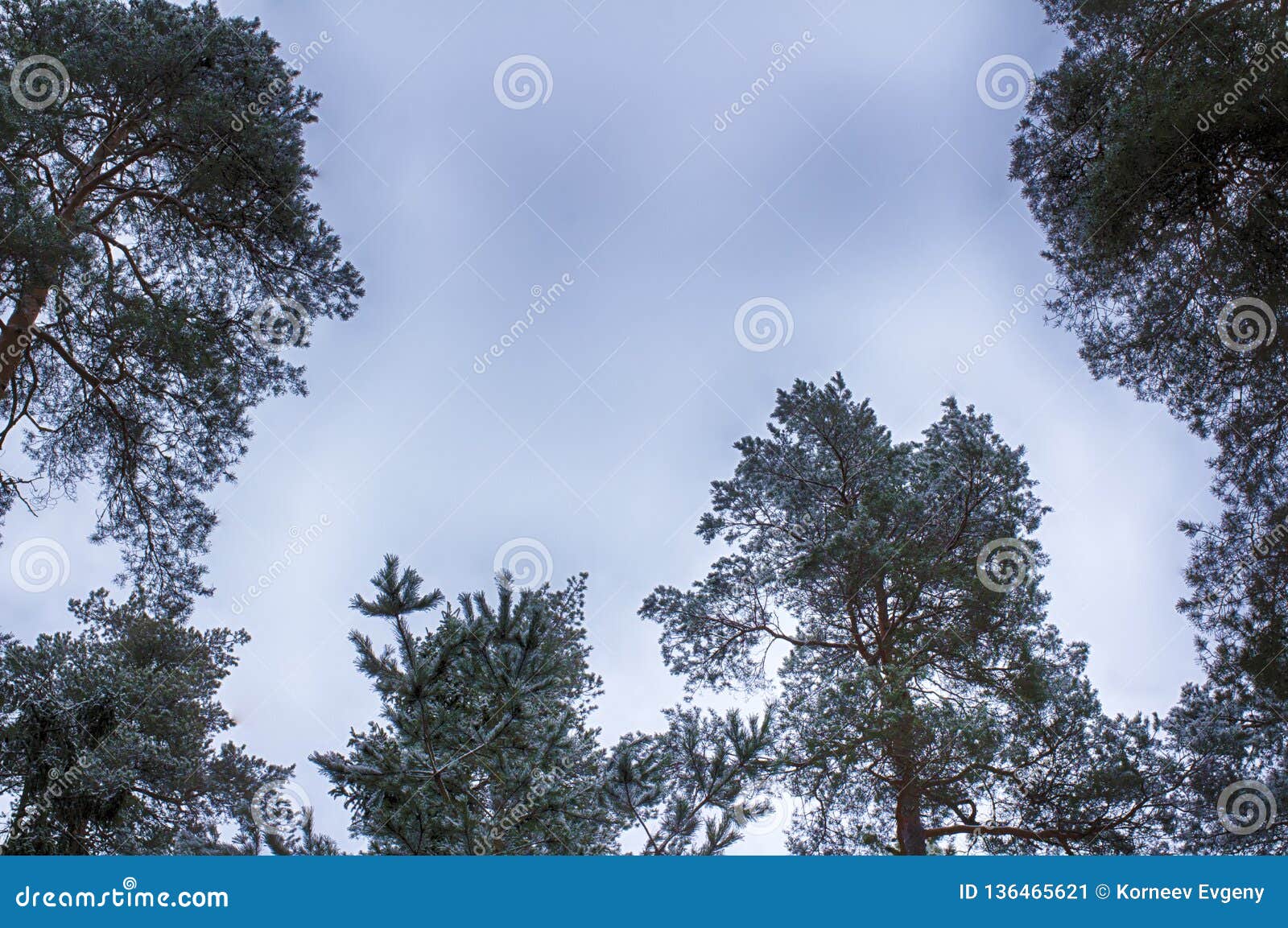 Winter Sky, Tree Tops, Frame. Snow-covered Branches Stock Image - Image ...