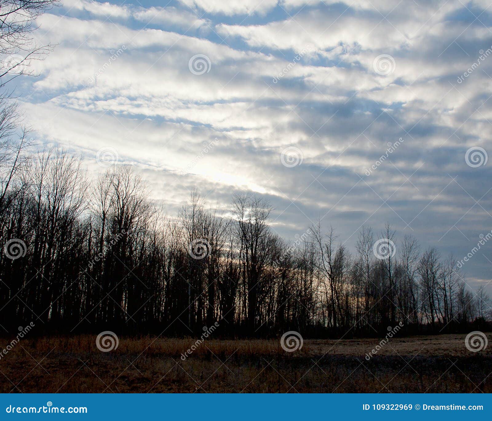 Winter sky and treeline stock image. Image of environment - 109322969