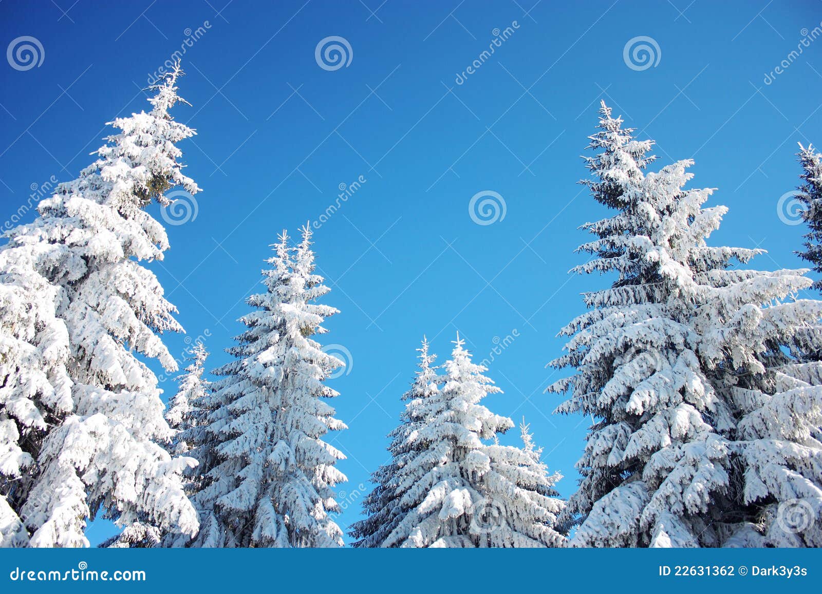 Winter Sky and Trees Background Stock Photo - Image of winter, snowy ...