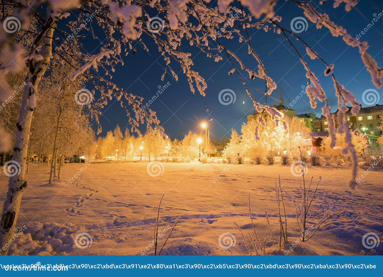 Winter Skyline at Night with Snow-covered Trees. Stock Photo - Image of ...