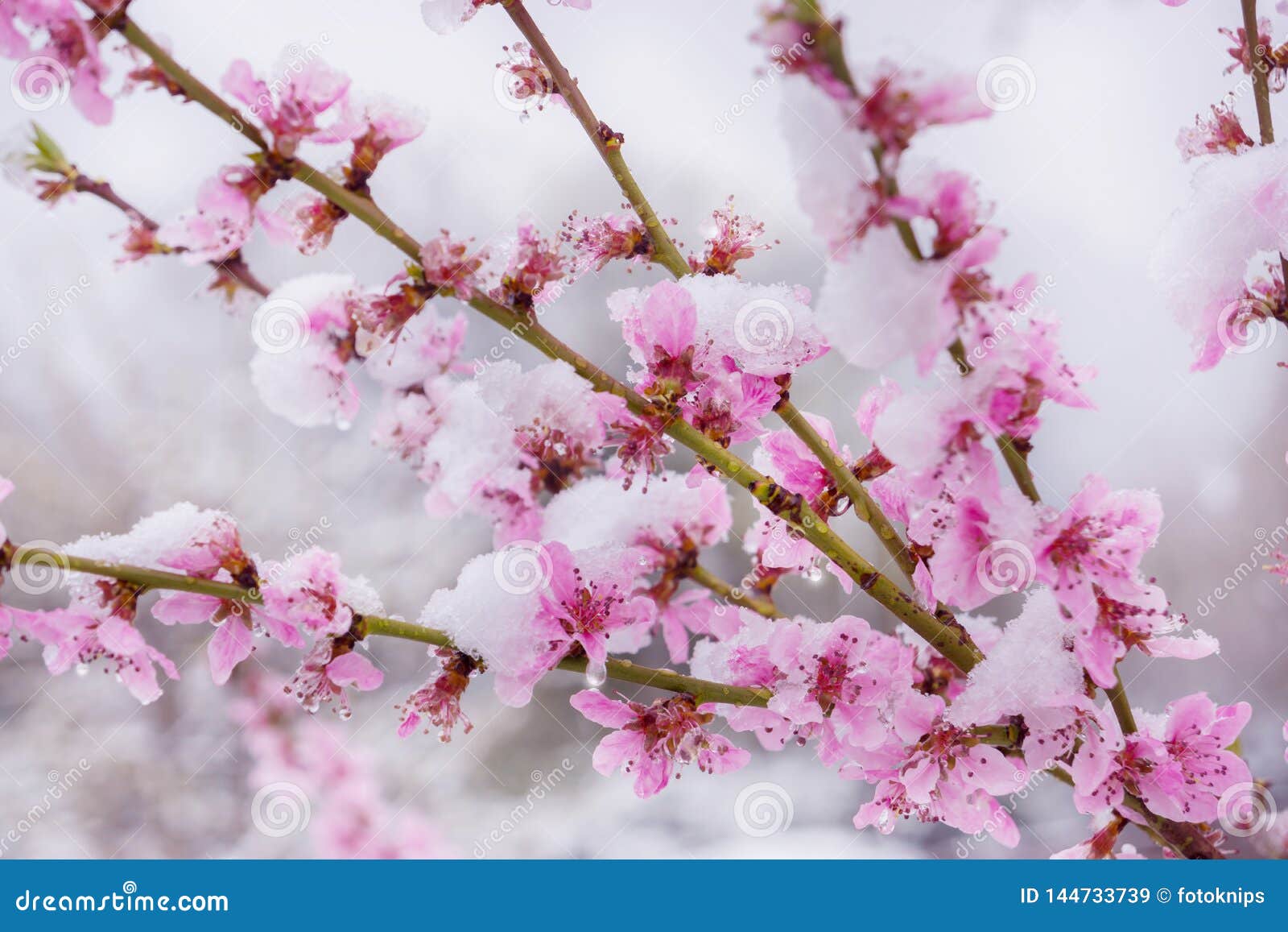 Winter Slump, Snow on Peach Blossom in Spring Stock Image - Image of ...
