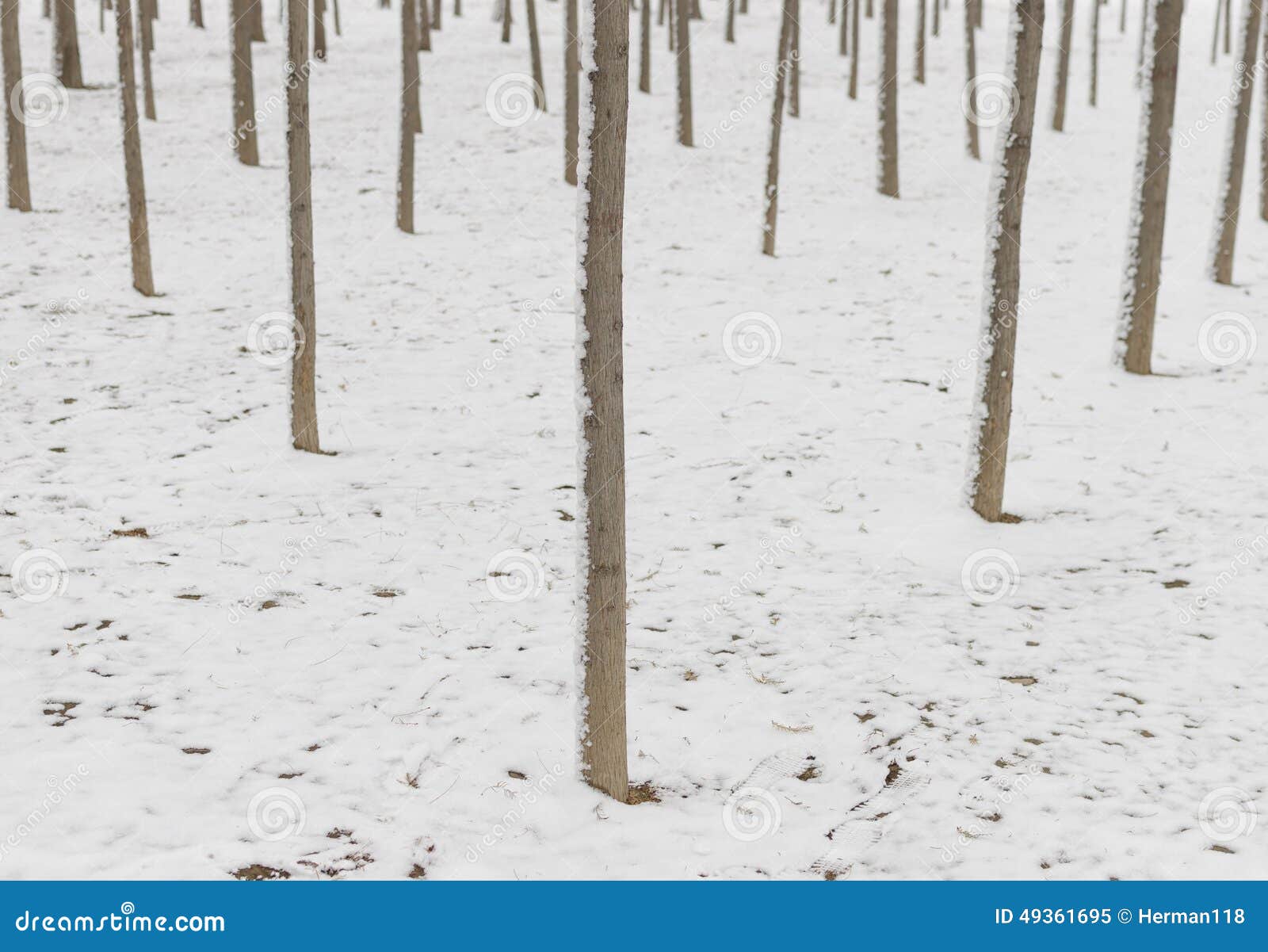 Winter small woods stock image. Image of snow, plants - 49361695
