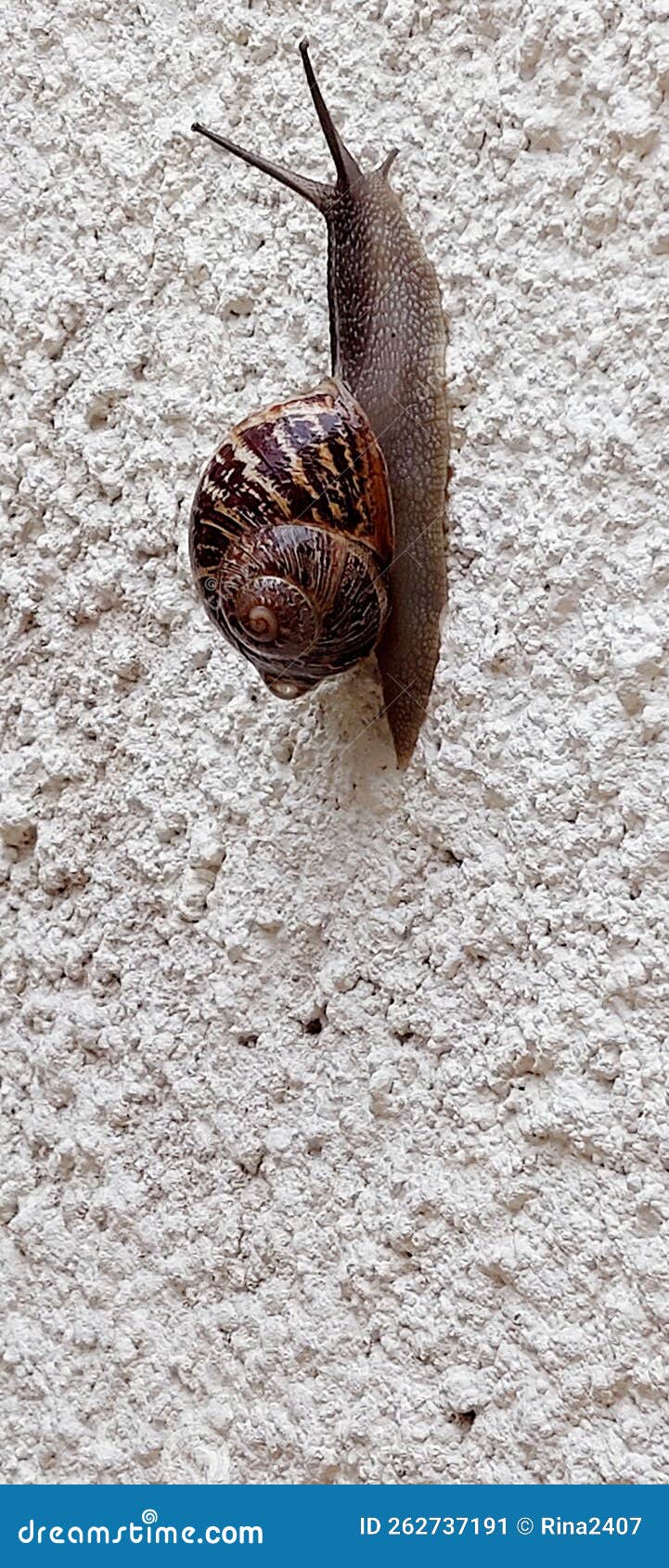 Winter Snail Crawling on the Wall Stock Image - Image of snail, wall ...