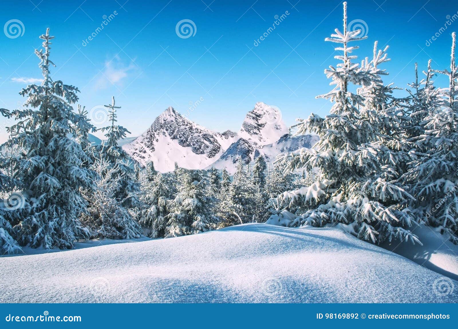 Winter Snow Picture. Image: 98169892