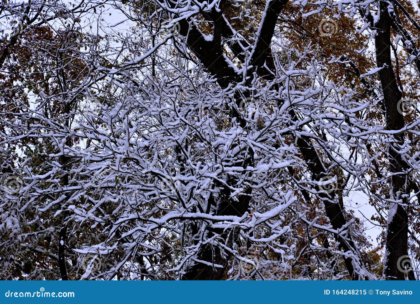 Winter Snow on an Aggregate of Reaching Branches in Fall Stock Image ...