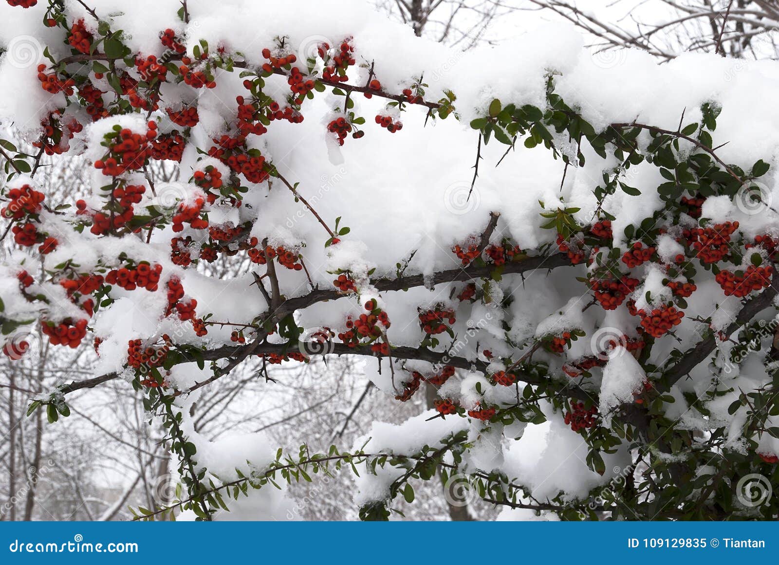 Winter snow berry stock image. Image of landscape, green - 109129835