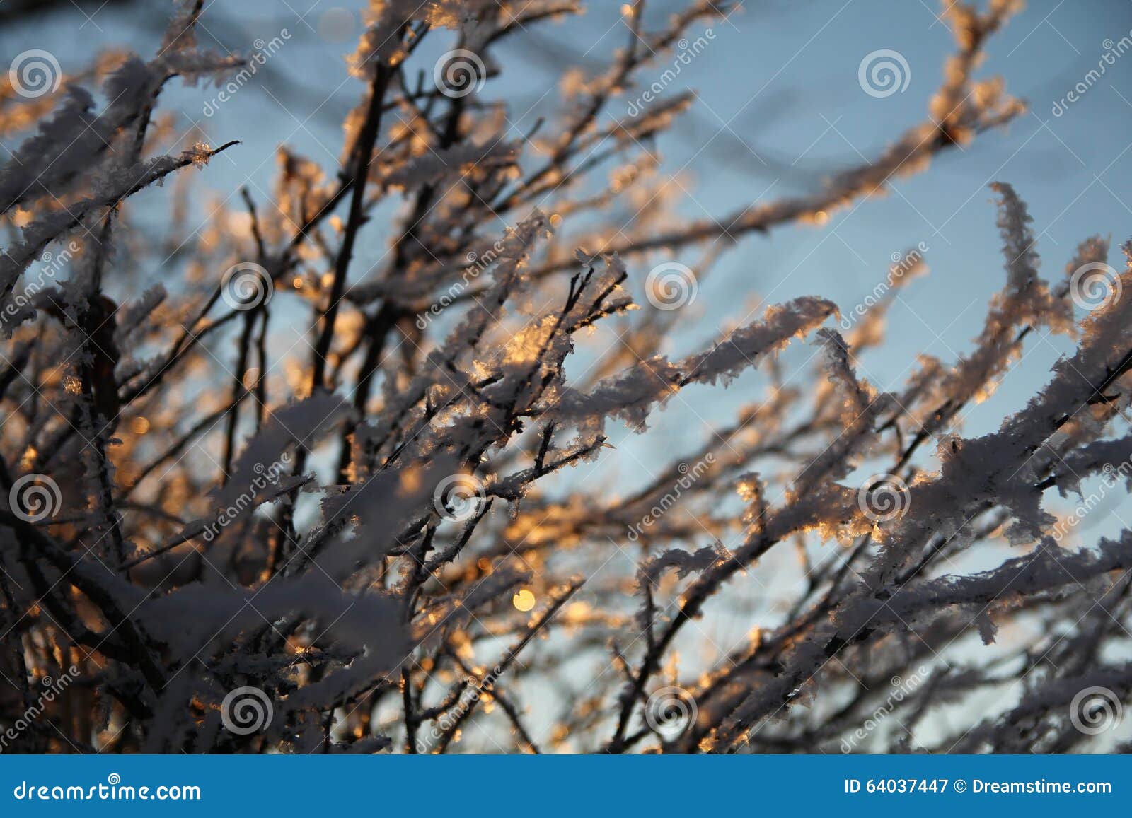 Winter snow on branch stock image. Image of blue, snow - 64037447