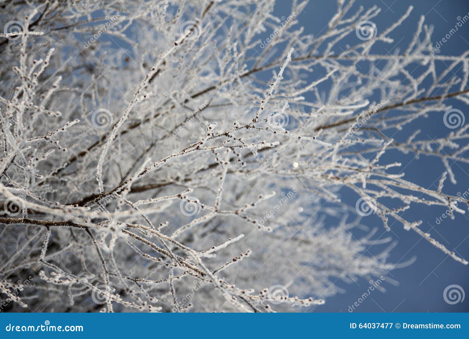 Winter snow on branch stock image. Image of twig, nature - 64037477