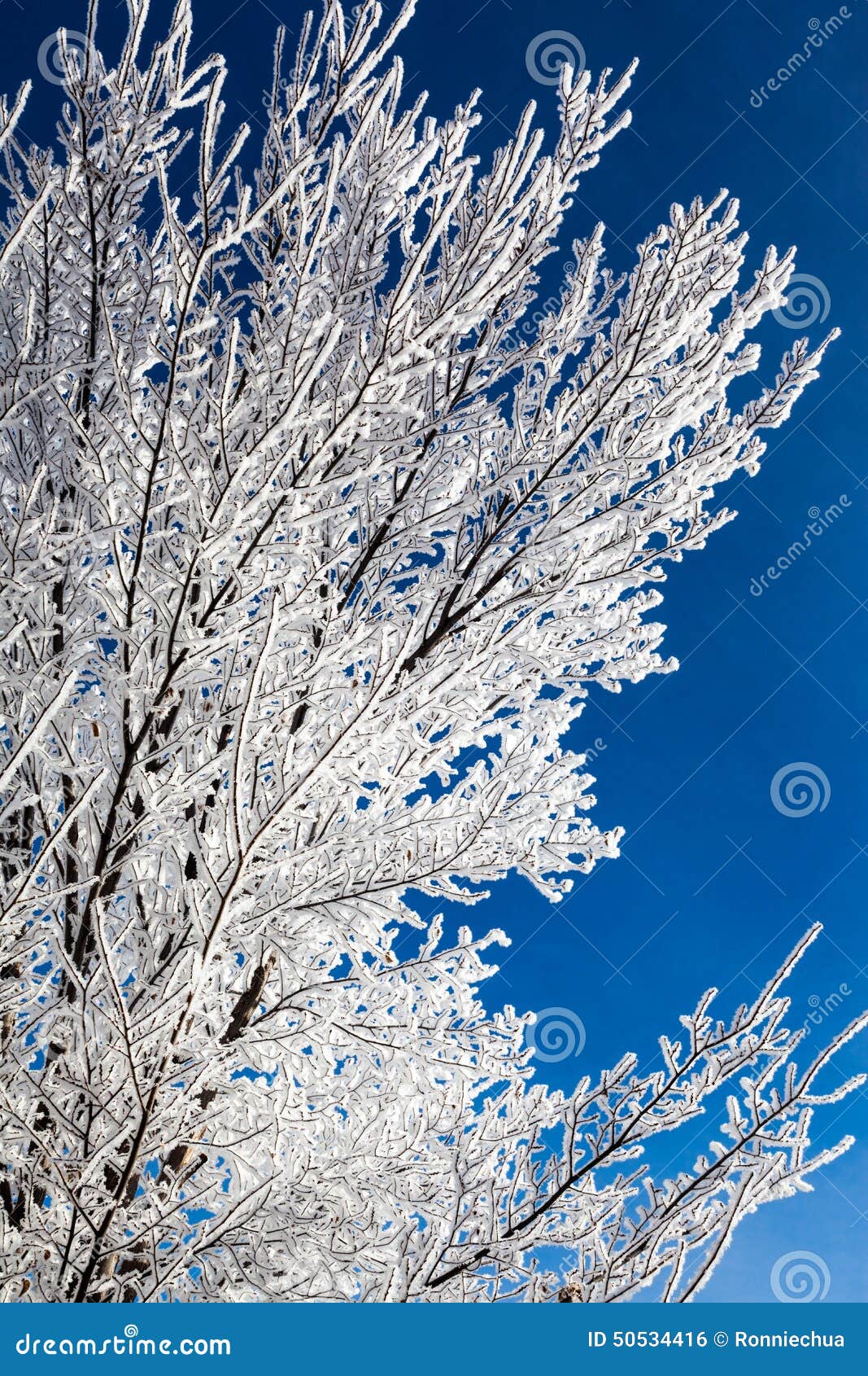 Winter Snow Branches stock photo. Image of frozen, branch - 50534416