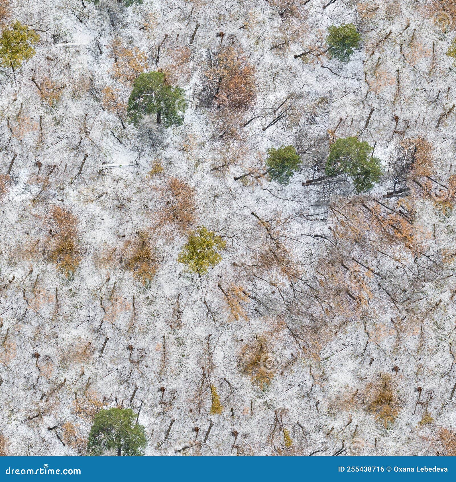 Winter, Snow on the Branches of a Tree, Patterns Stock Photo - Image of ...