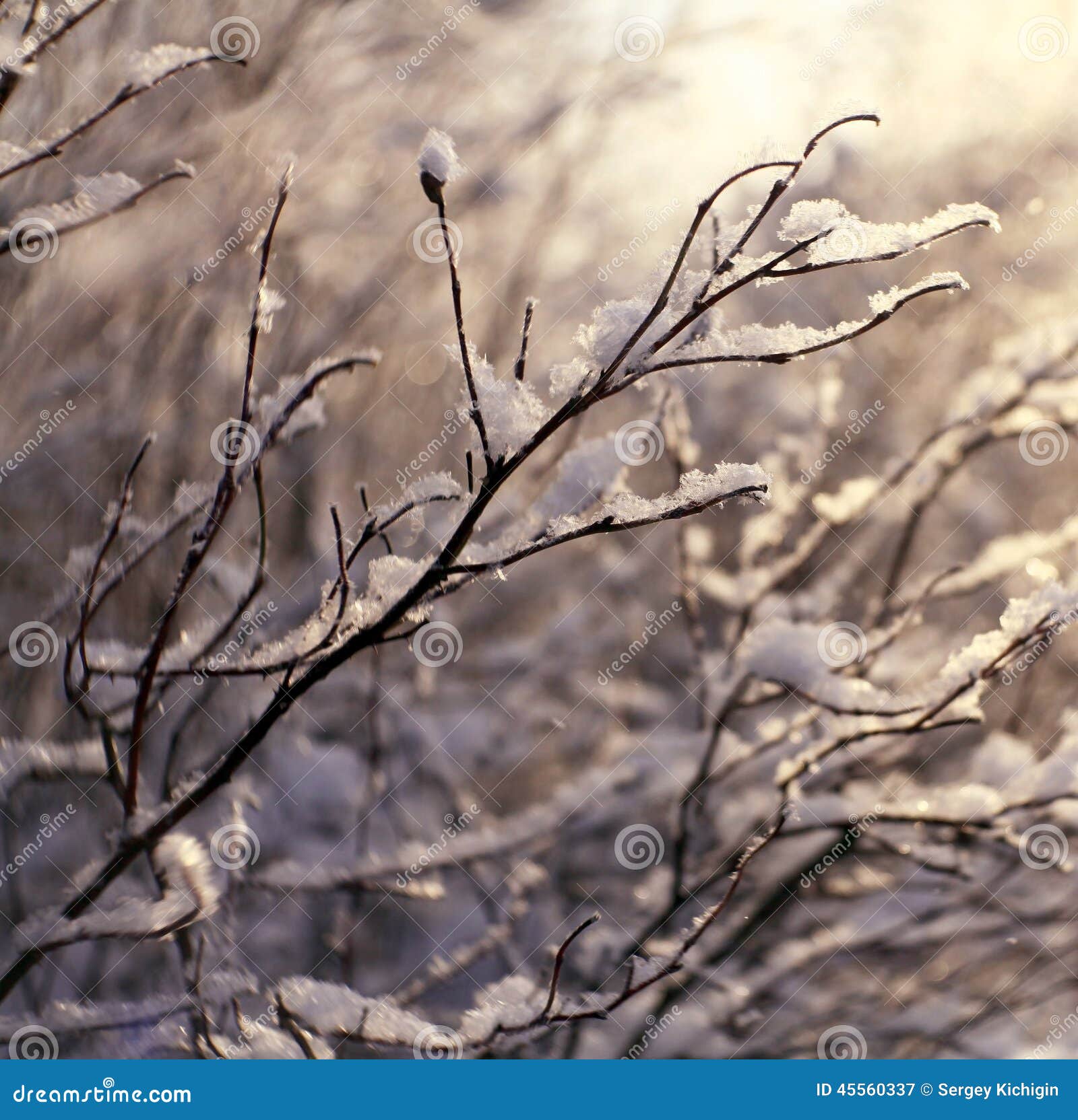 Winter Snow on the Branches of a Tree Stock Image - Image of patterns ...